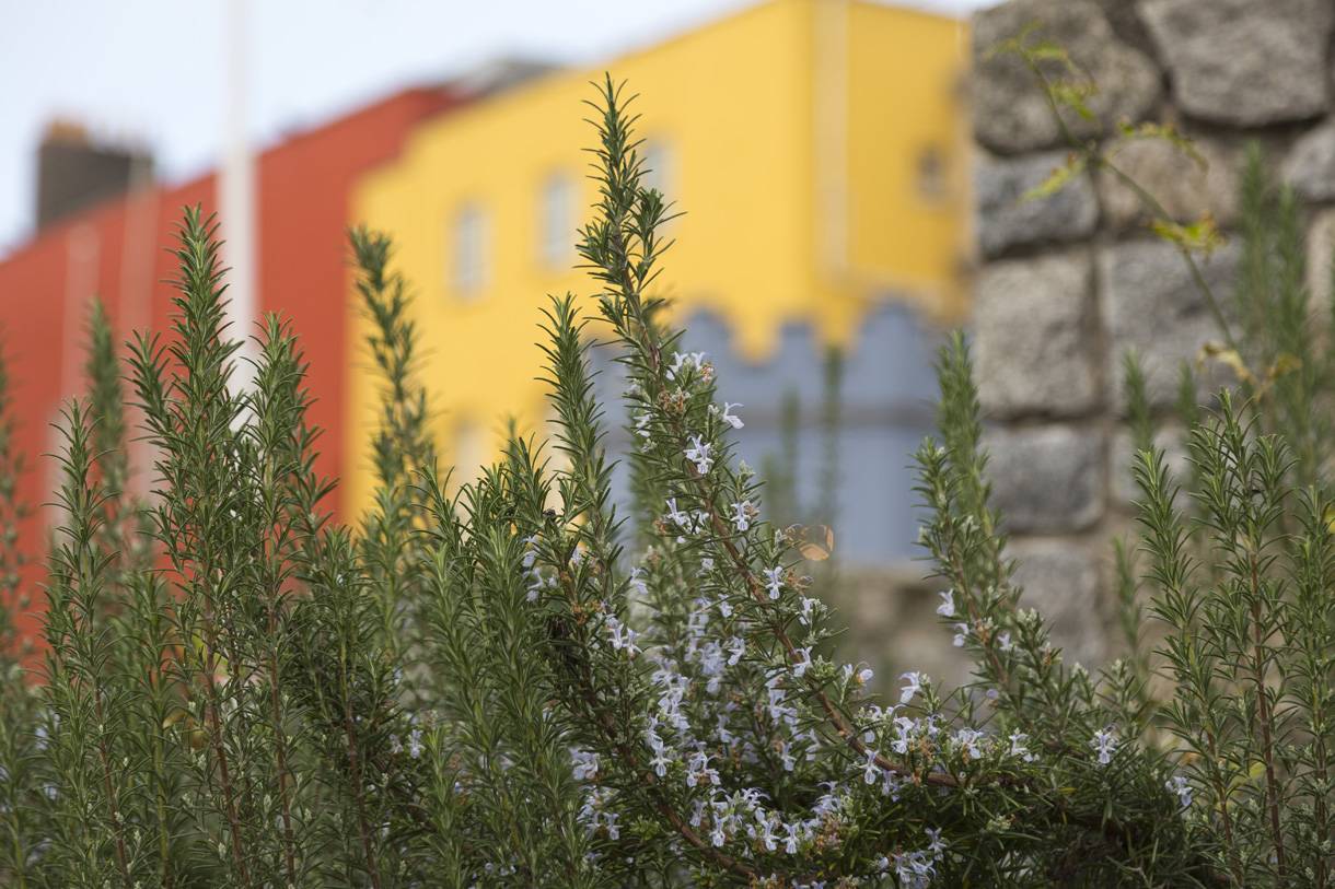 A Stroll in the Dubh Linn Garden | Dublin Castle